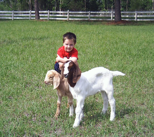 Mabank Texas Boer Goats