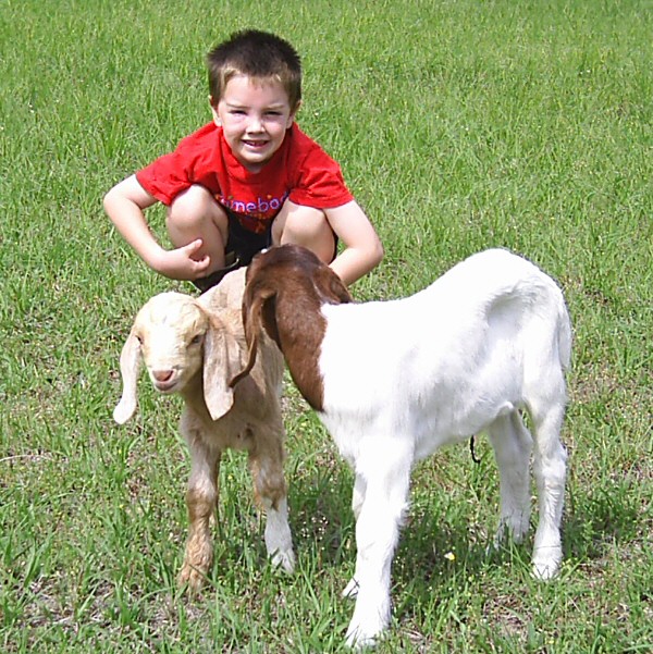 Mabank Texas Boer Goats