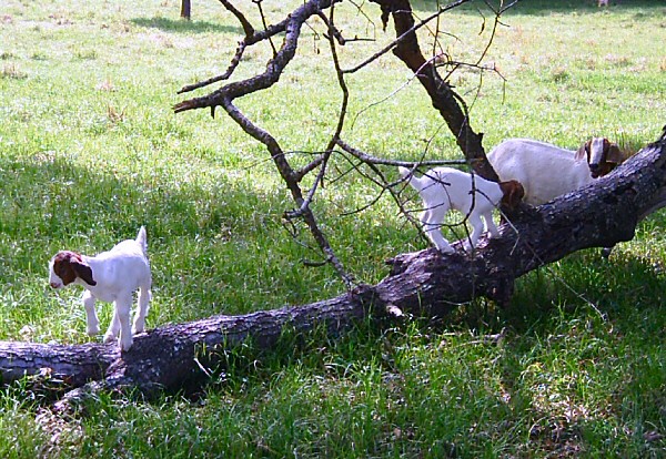 Mabank Texas Boer Goats