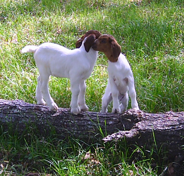 Mabank Texas Boer Goats